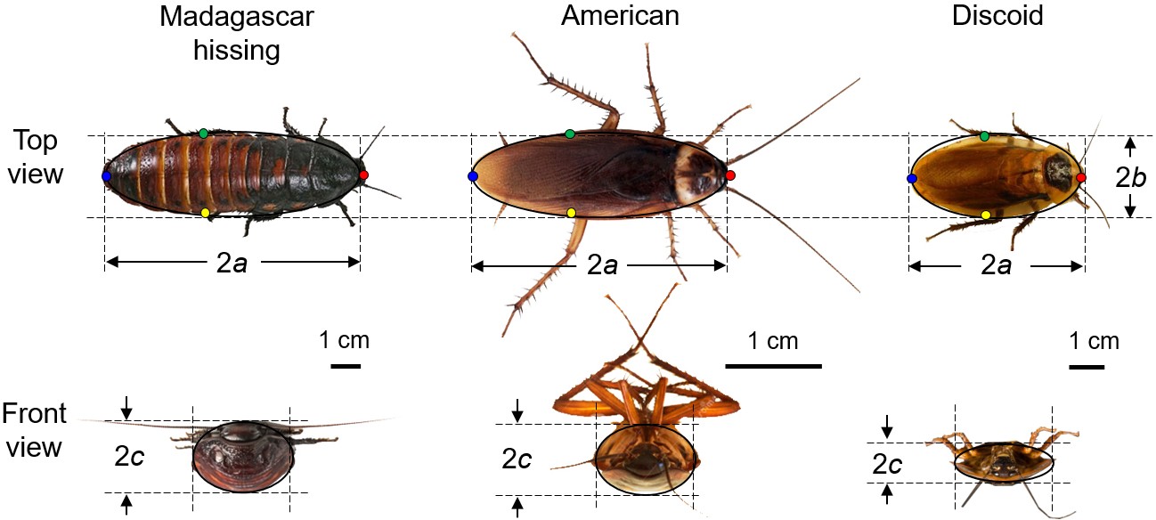 Biology Insect Self Righting Terradynamics Lab